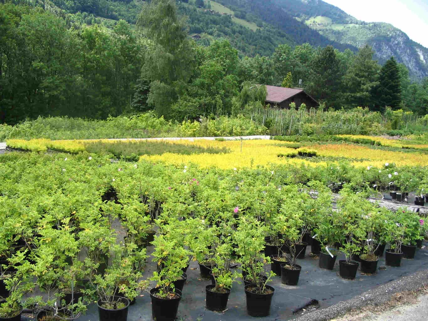 Despre pepiniere - Agro-Stiri.Info