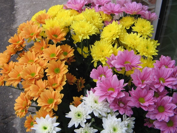 Cele mai populare flori de toamna - Agro-Stiri.Info