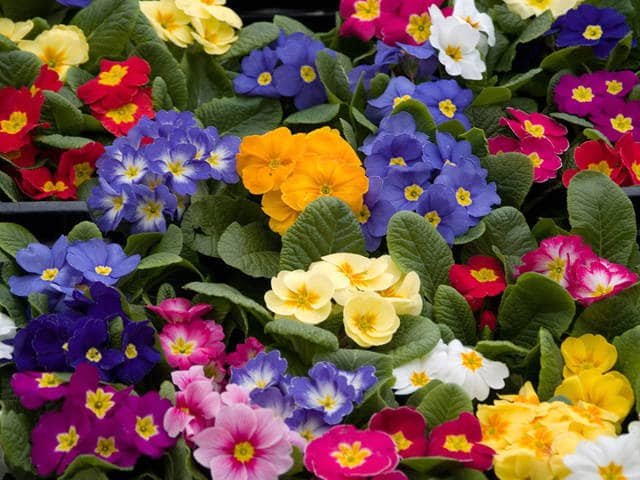 6 din cele mai iubite flori de primavara - Agro-Stiri.Info