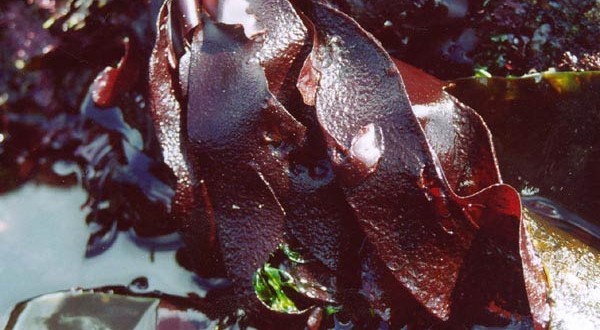 Algele dulse și beneficiile lor asupra organismului - Agro-Stiri.Info